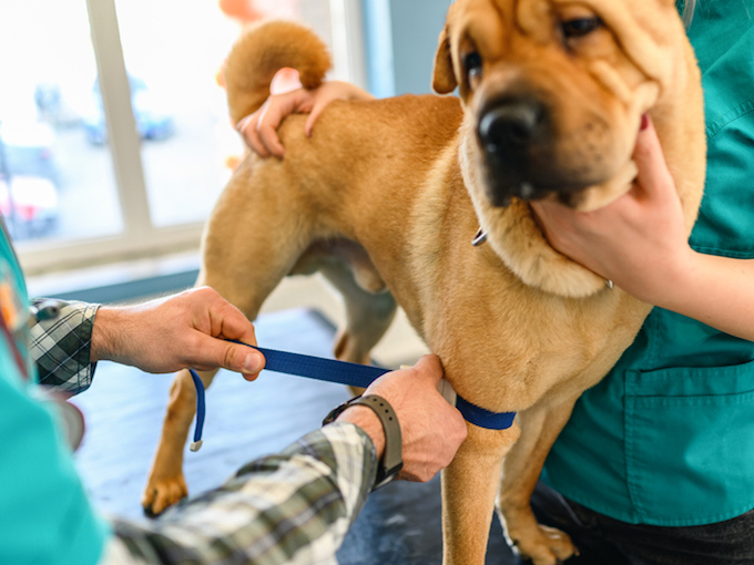 Inflammation of the Superficial Veins in Dogs: Symptoms, Causes ...