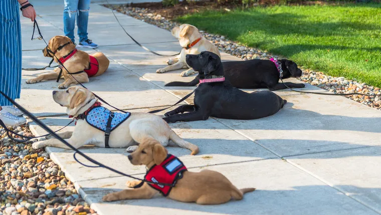 35 Dogs Graduate From Assistance Dog Training - DogTime