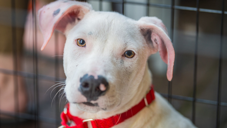 Rescue Pit Bull Gets Second Chance as Therapy Dog - DogTime