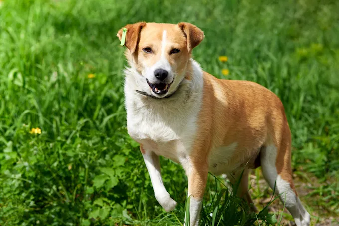 Hypertrophic Osteodystrophy (HOD) in Dogs: Symptoms, Causes ...