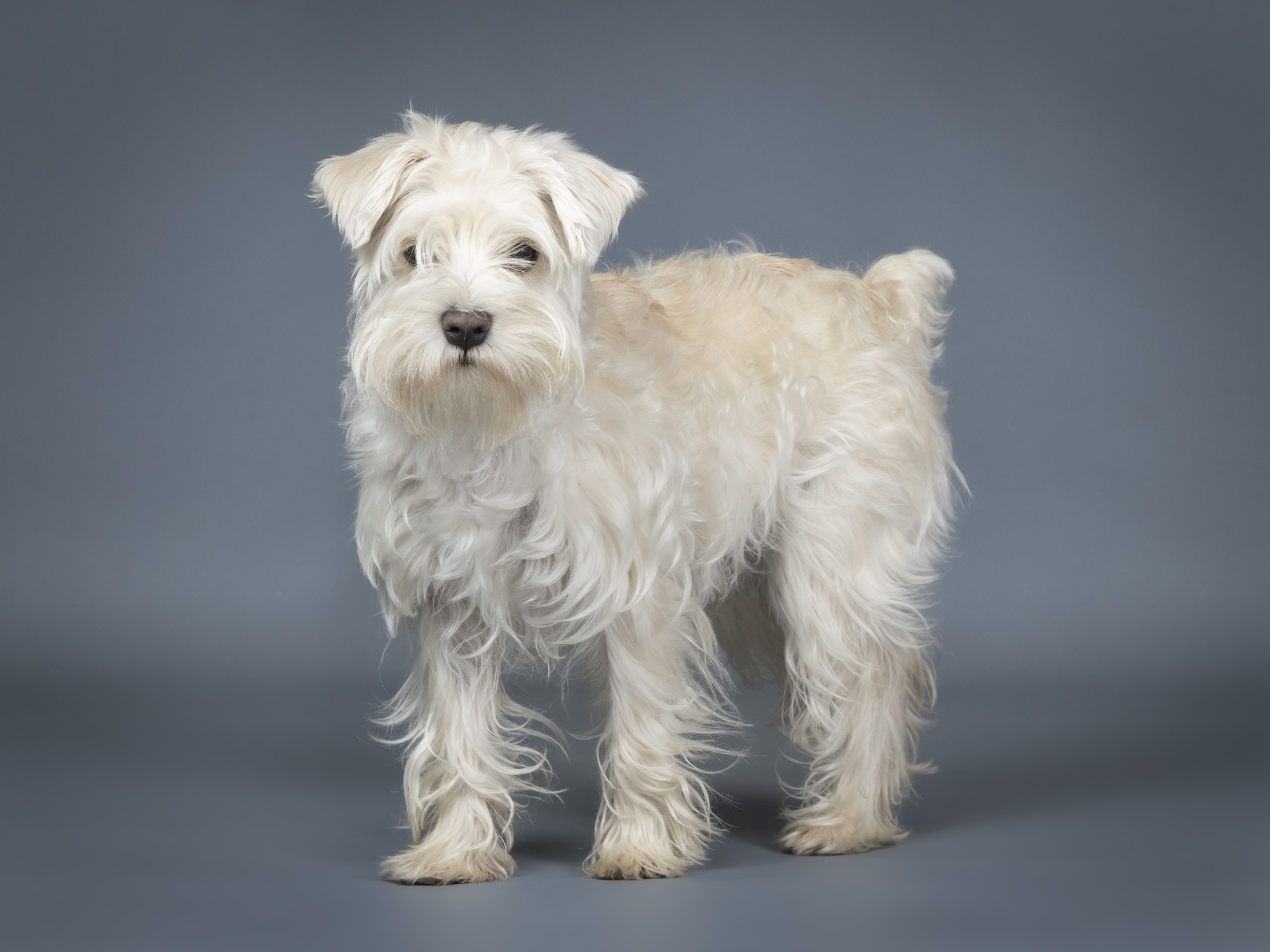 Mauzer Dog Breed Information & Characteristics