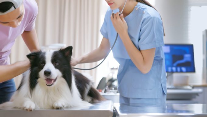 Hyperphosphatemia in Dogs: Symptoms, Causes, & Treatments - DogTime