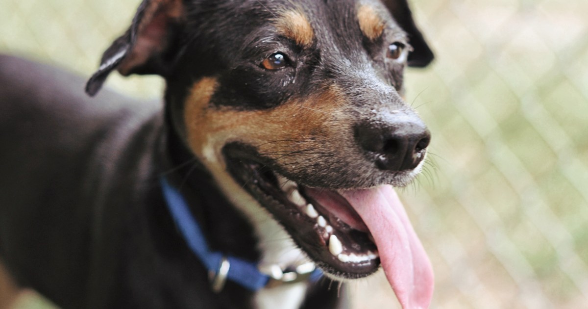 Meagle Dog Breed Information & Characteristics