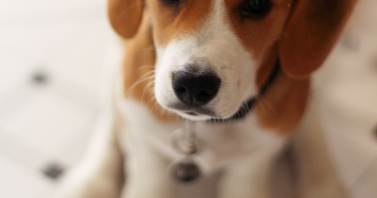 Jackabee Dog Breed Information & Characteristics