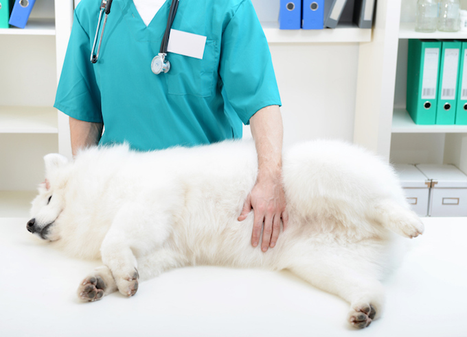 Infertility in Female Dogs: Symptoms, Causes, & Treatments - DogTime