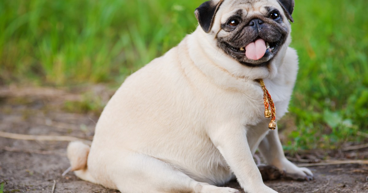 Dog Breeds Most At Risk of Being Obese | DogTIme
