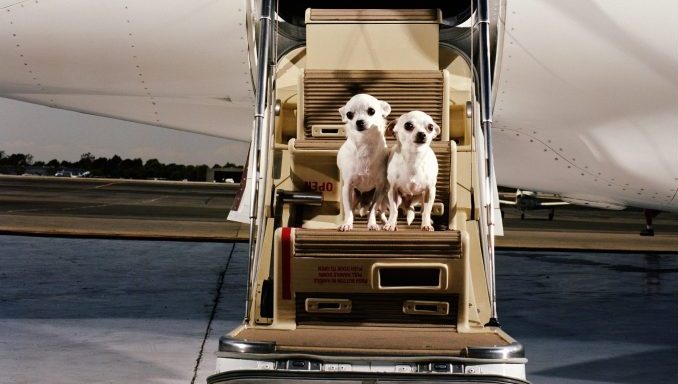 Pet Rescue Pilots Hosts Special Flight for Senior Dogs - DogTime