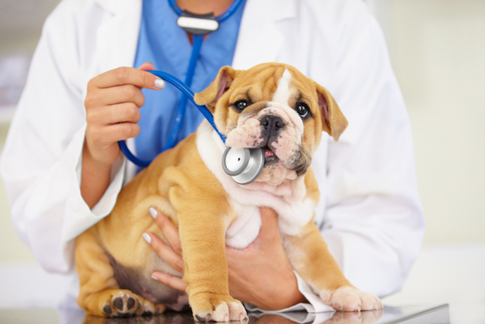 Inflammation of Body Blood Vessels in Dogs: Symptoms, Causes ...