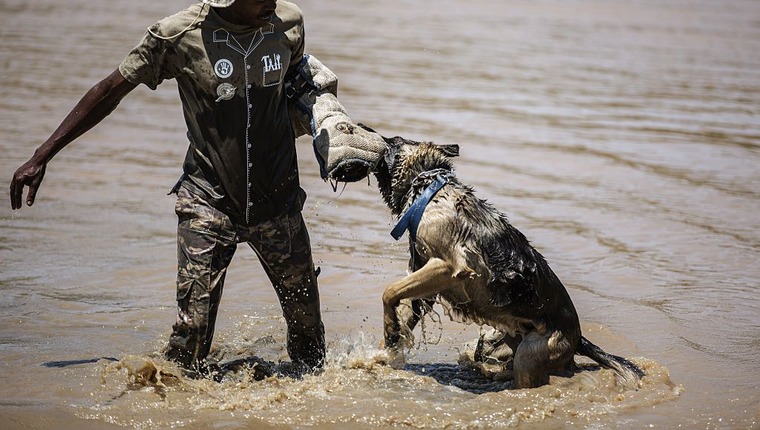 Working Dogs Deployed in Zimbabwe to Combat Poaching - DogTime