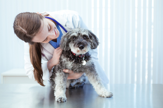 Hyperphosphatemia in Dogs: Symptoms, Causes, & Treatments - DogTime