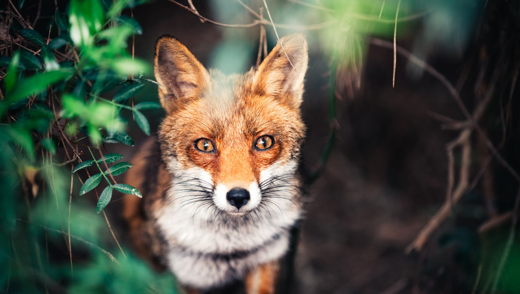 Missing Dog Befriends Fox in Bid for Survival - DogTime