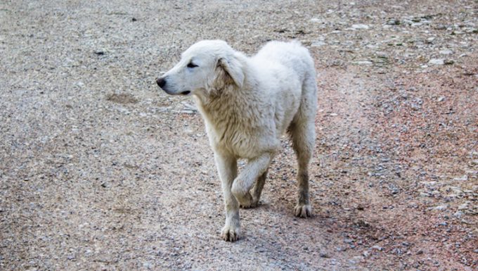 Hypertrophic Osteodystrophy (HOD) in Dogs: Symptoms, Causes ...