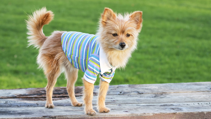 Porkie Dog Breed Information & Characteristics