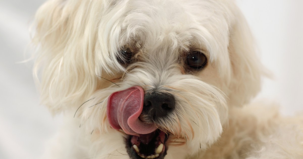 Mauzer Dog Breed Information & Characteristics