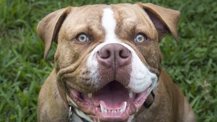 Rescue Dog Goes Viral After Shelter's Funny Adoption Post