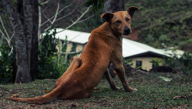 Stray Dogs Are Overwhelming the Islands of Fiji - DogTime