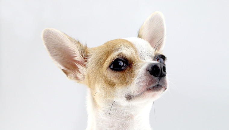 Stray Chihuahua Embraces the Stage With New Parents - DogTime