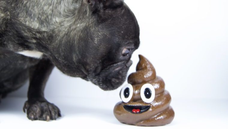 Pet Parents Launch Dog Poop App to Track Digestive Heath - DogTime