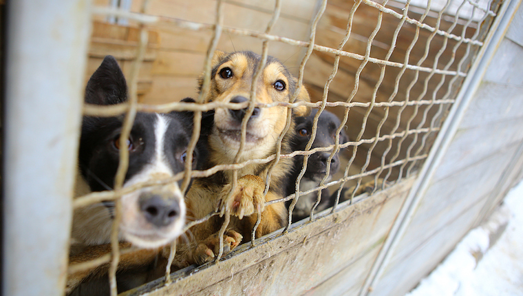 3 Reasons You Need a Rescue Dog in Your Life - DogTime