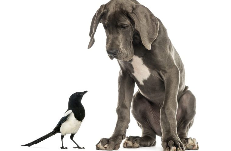 Dog Befriends Abandoned Magpie, BFFs Become Instagram Celebrities