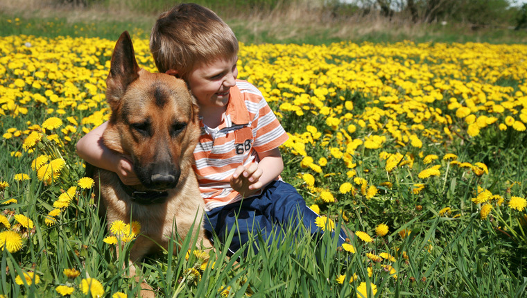 German Shepherd Saves 6 Year Old Boy - DogTime German Shepherd Saves 6 Year Old Boy - DogTime