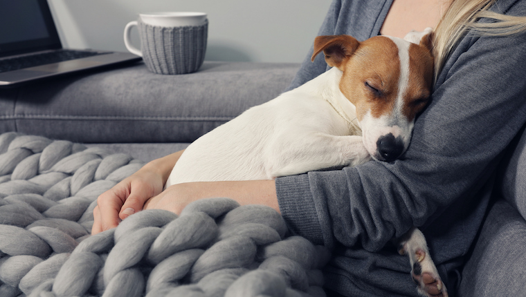 Spending Time with Dogs Increases Brain Activity, Says Study - DogTime