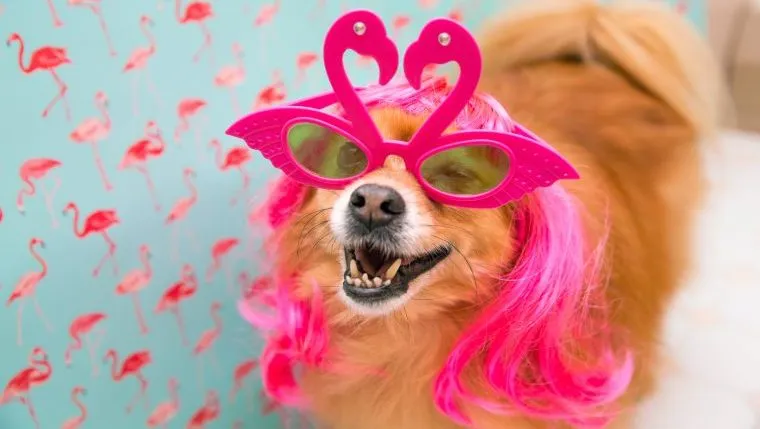 The Most Amazing Dog Videos of the Week 11-14-21 - DogTime