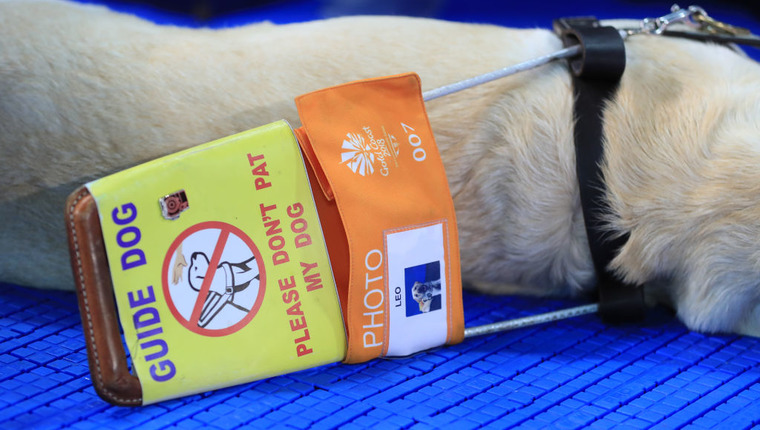 Assistance Dogs Helping Autistic Children in Australia - DogTime