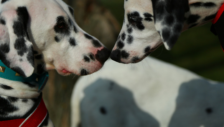 Deaf Dalmatian Gets Her Very Own Service Dog - DogTime