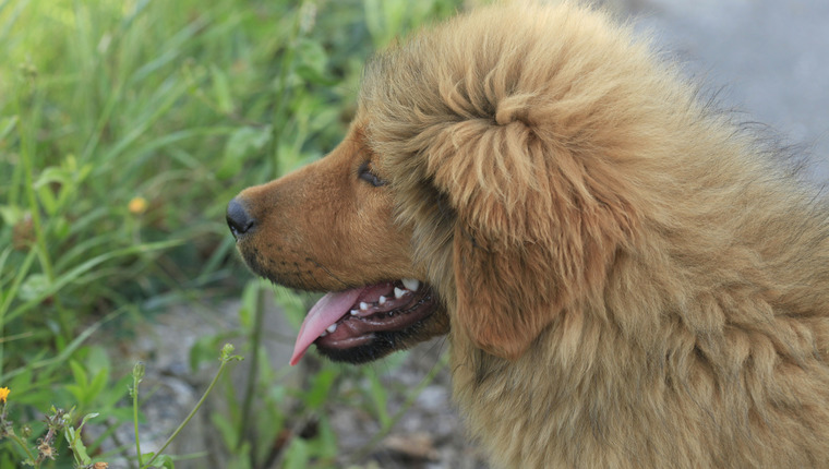 Tibetan Mastiff Protects Pack Leader From Younger Wolves - DogTime
