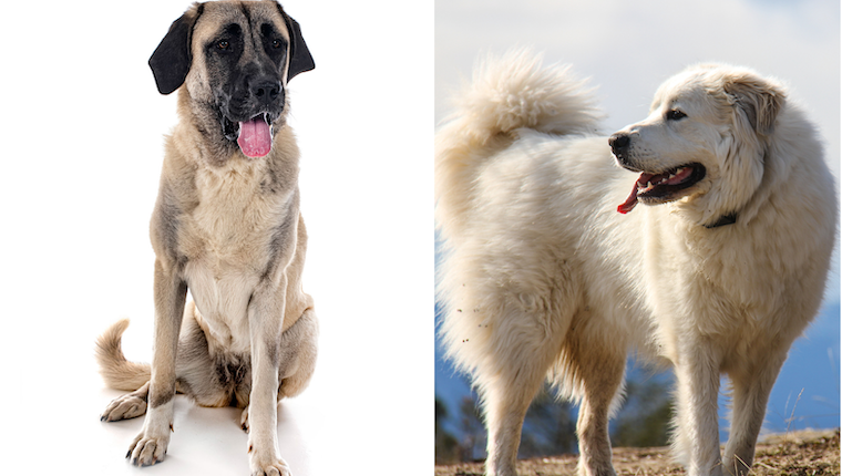 Anatolian Pyrenees Dog Breed Pictures, Characteristics, and Facts
