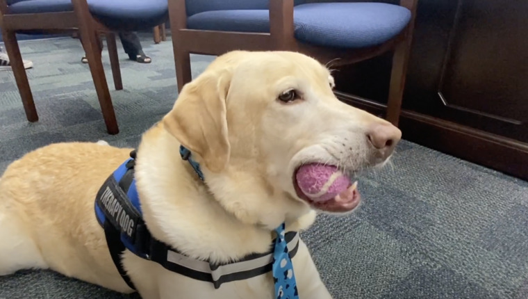 Tie-Wearing Therapy Dog Calms Elementary School Students - DogTime