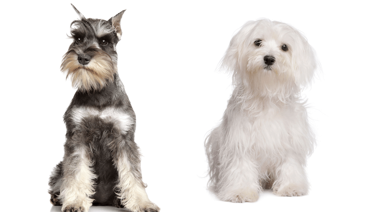 Mauzer Dog Breed Pictures, Characteristics, and Facts