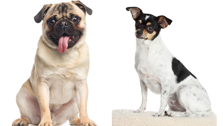 Puggat Dog Breed Pictures, Characteristics, and Facts
