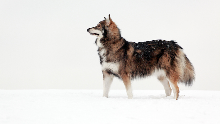 Utonagan Dog Breed Information & Characteristics