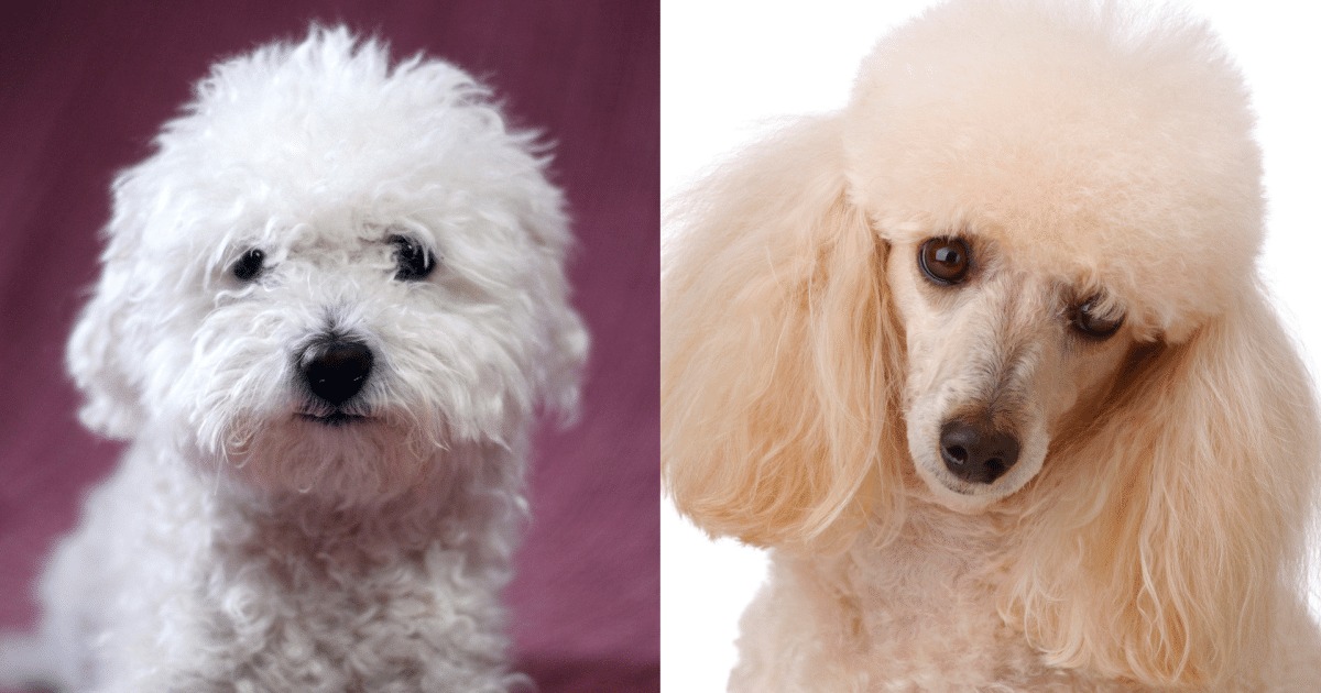 Bolonoodle Dog Breed Information & Characteristics