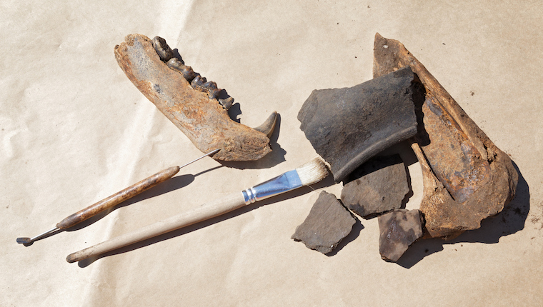 Indigenous Dog Bones Unearthed at Jamestown - DogTime