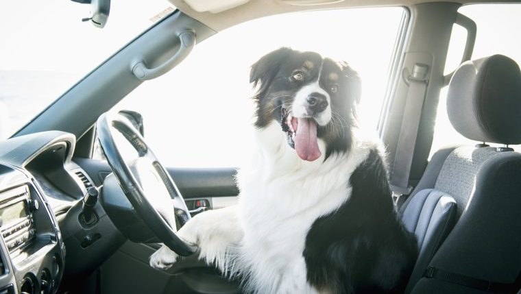 Border Collie Drives Jeep Into Parked Car - DogTime
