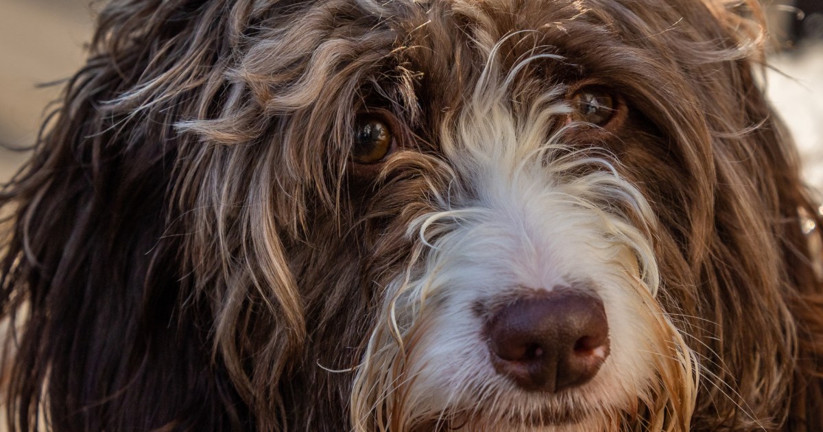 Springerdoodle Dog Breed Information & Characteristics