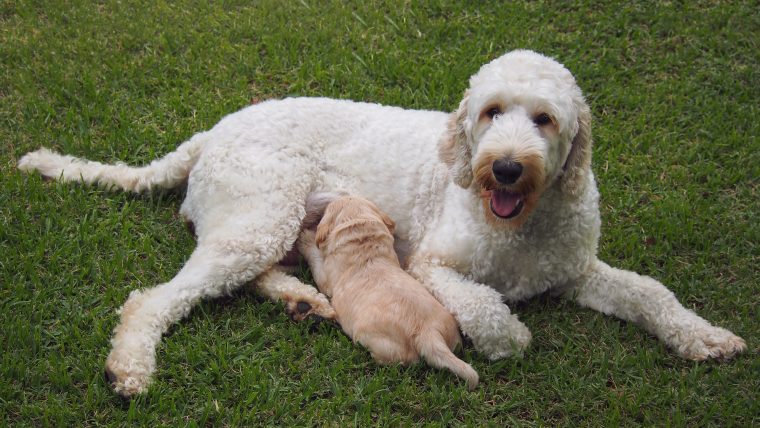 Australian Labradoodle: Dog Breed Information and Traits