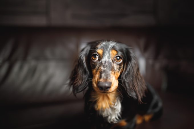 Iris Cysts in Dogs: Symptoms, Causes, & Treatments - DogTime