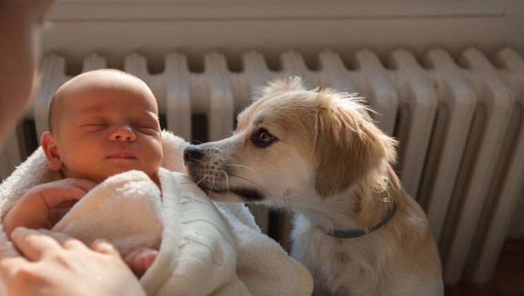 Dog Who Helps Parents With Newborn Twins Goes Viral on TikTok