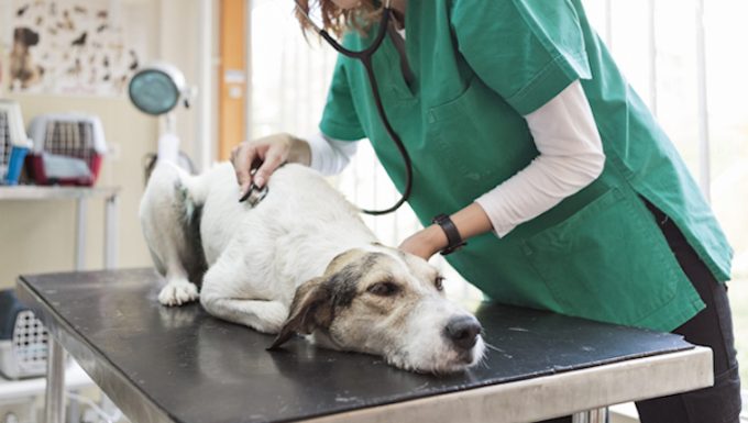 Struvite Urolithiasis in Dogs: Symptoms, Causes, & Treatments - DogTime