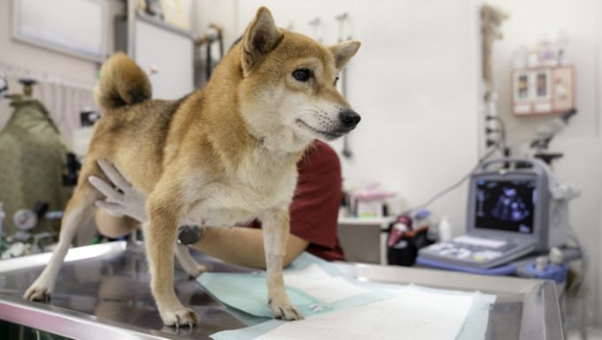 Kidney Disease Caused by Multiple Cysts in Dogs: Symptoms, Causes ...