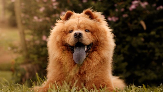 Excessive Shedding in Dogs: Symptoms, Causes, & Treatments - DogTime