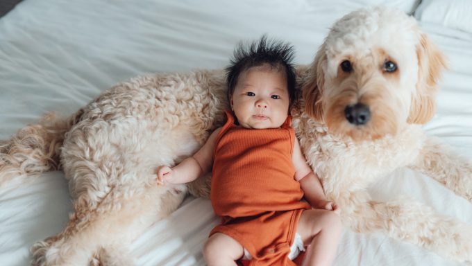 Dog Who Helps Parents With Newborn Twins Goes Viral on TikTok