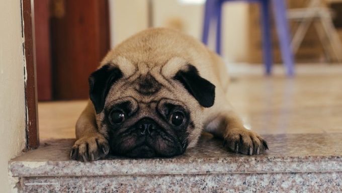 RIP Noodle: Pug Known for 'Bones or No Bones' Predictions Dies at 14