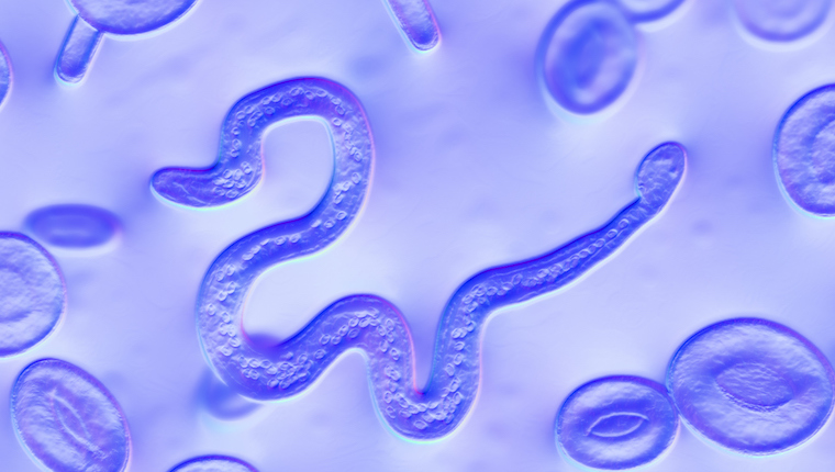 Rare Parasite Infects Two Hunters in New Hampshire - DogTime