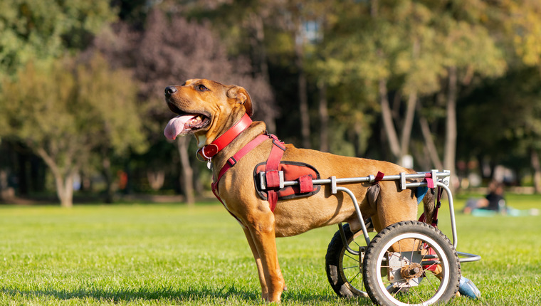 Disabled Dog Becomes New Face of Dog Mom’s Charity - DogTime