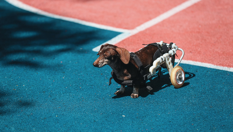 Disabled Dog Becomes New Face of Dog Mom’s Charity - DogTime